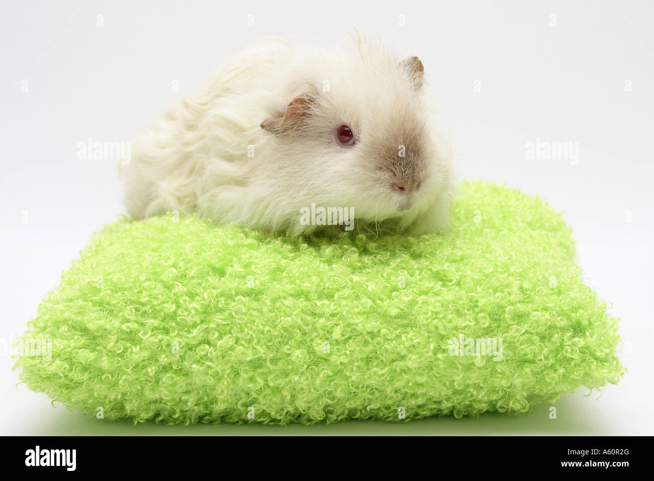 Texel Guinea pig (Cavia aperea f. porcellus), young on a green pillow ...