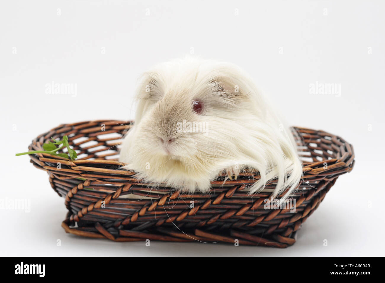 Sheltie Guinea pig (Cavia aperea f. porcellus), female in basket Stock ...
