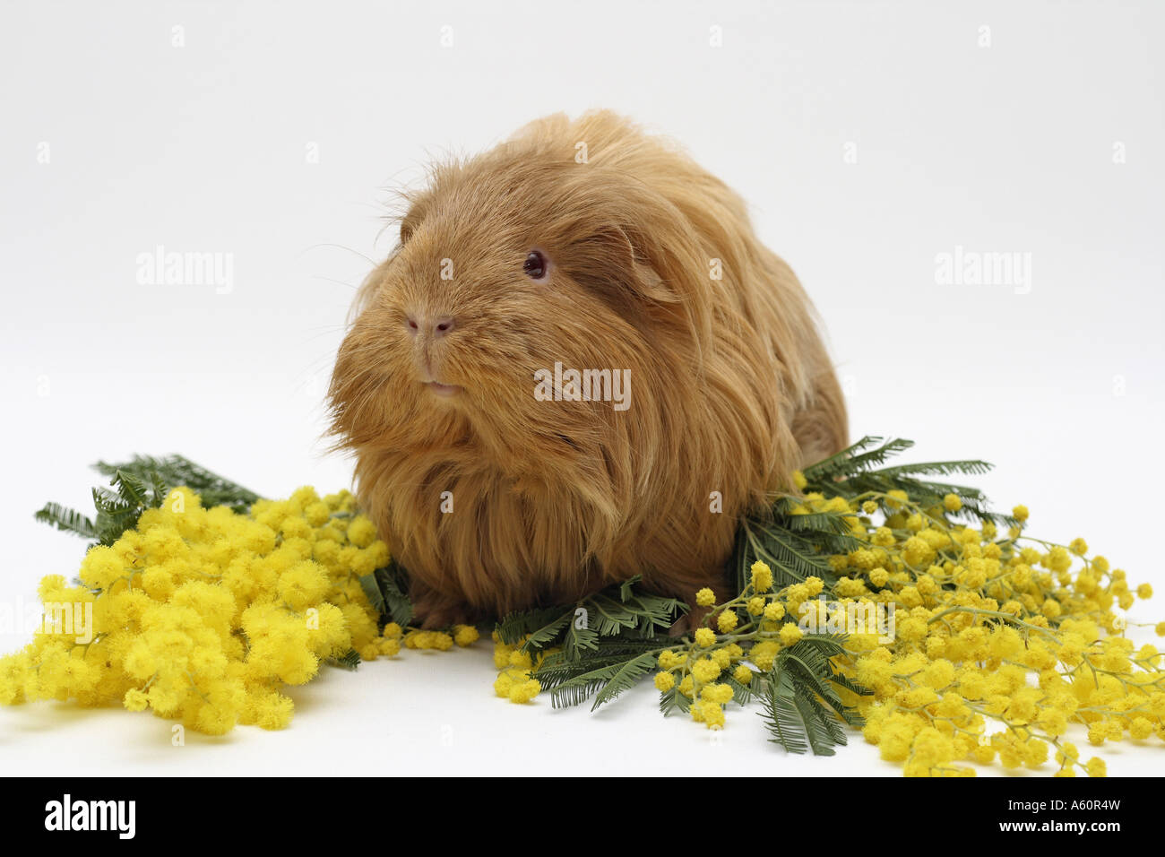 Sheltie Guinea pig (Cavia aperea f. porcellus), beige, lying between ...