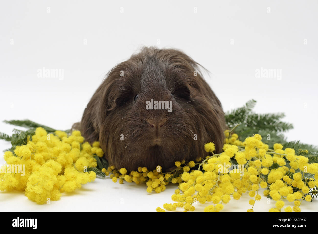 Sheltie Guinea pig (Cavia aperea f. porcellus), lying between yellow ...