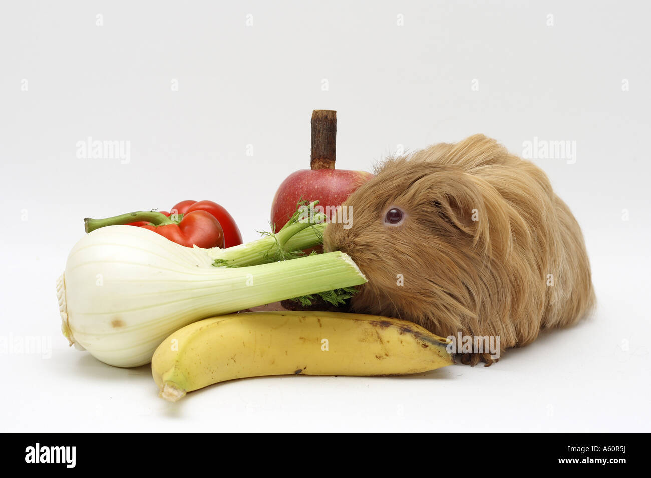 Sheltie Guinea pig (Cavia aperea f. porcellus), with red apple, paprika ...