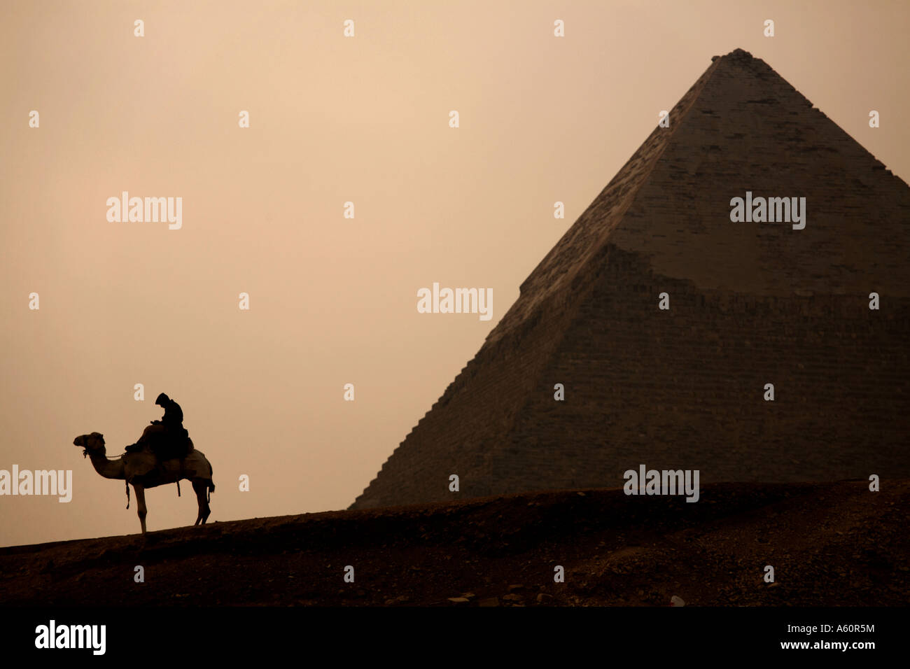Camel silhouette pyramids hi-res stock photography and images - Alamy