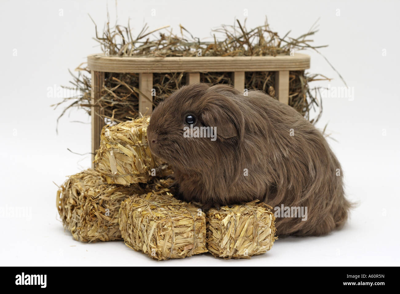 Sheltie Guinea pig (Cavia aperea f. porcellus), with bales of straw ...