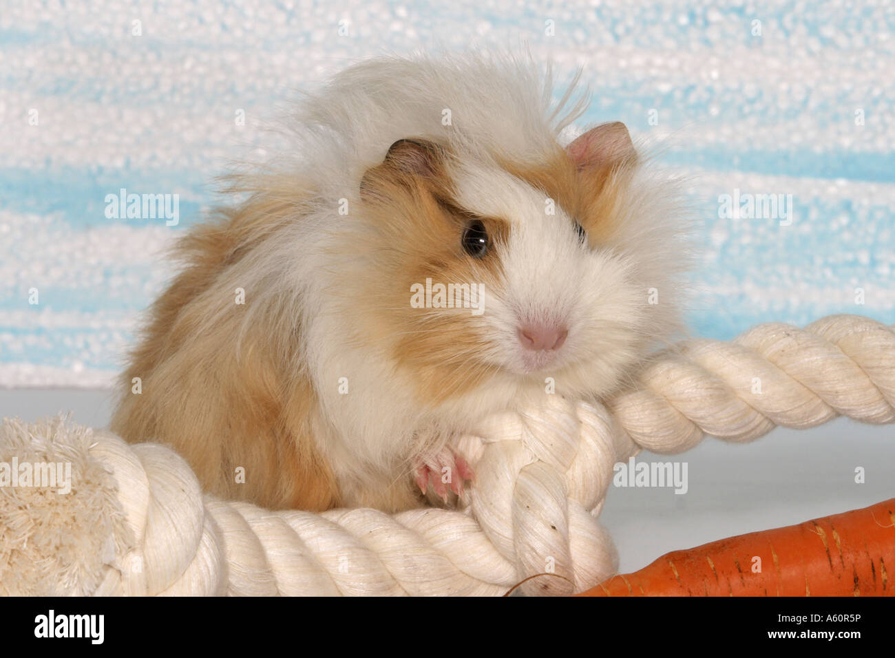 Angora Guinea pig (Cavia aperea f. porcellus), with rope and carrot ...