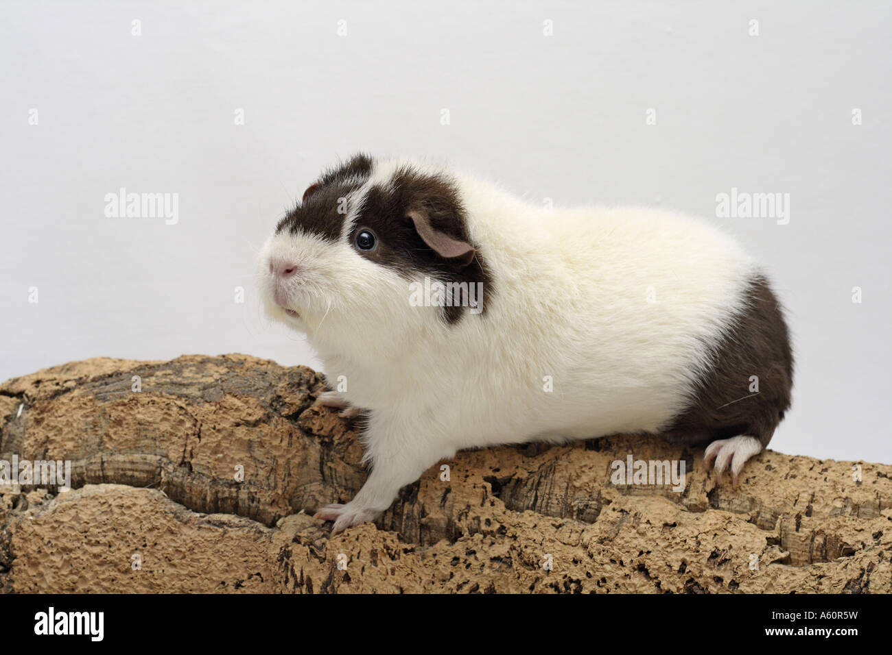 US Teddy Guinea pig, US Teddy (Cavia aperea f. porcellus), chocolate ...