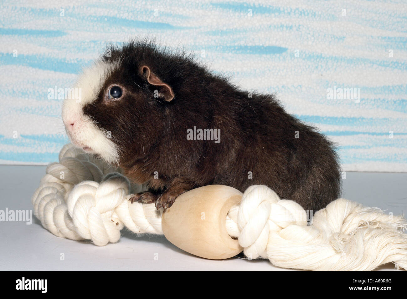 US Teddy Guinea pig, US Teddy (Cavia aperea f. porcellus), forepaws on ...