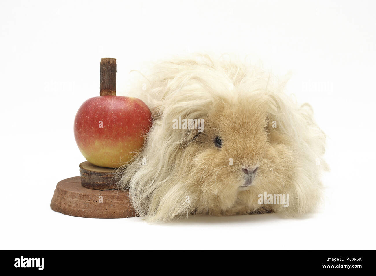 Alpaca Guinea pig (Cavia aperea f. porcellus), lying next to an apple ...