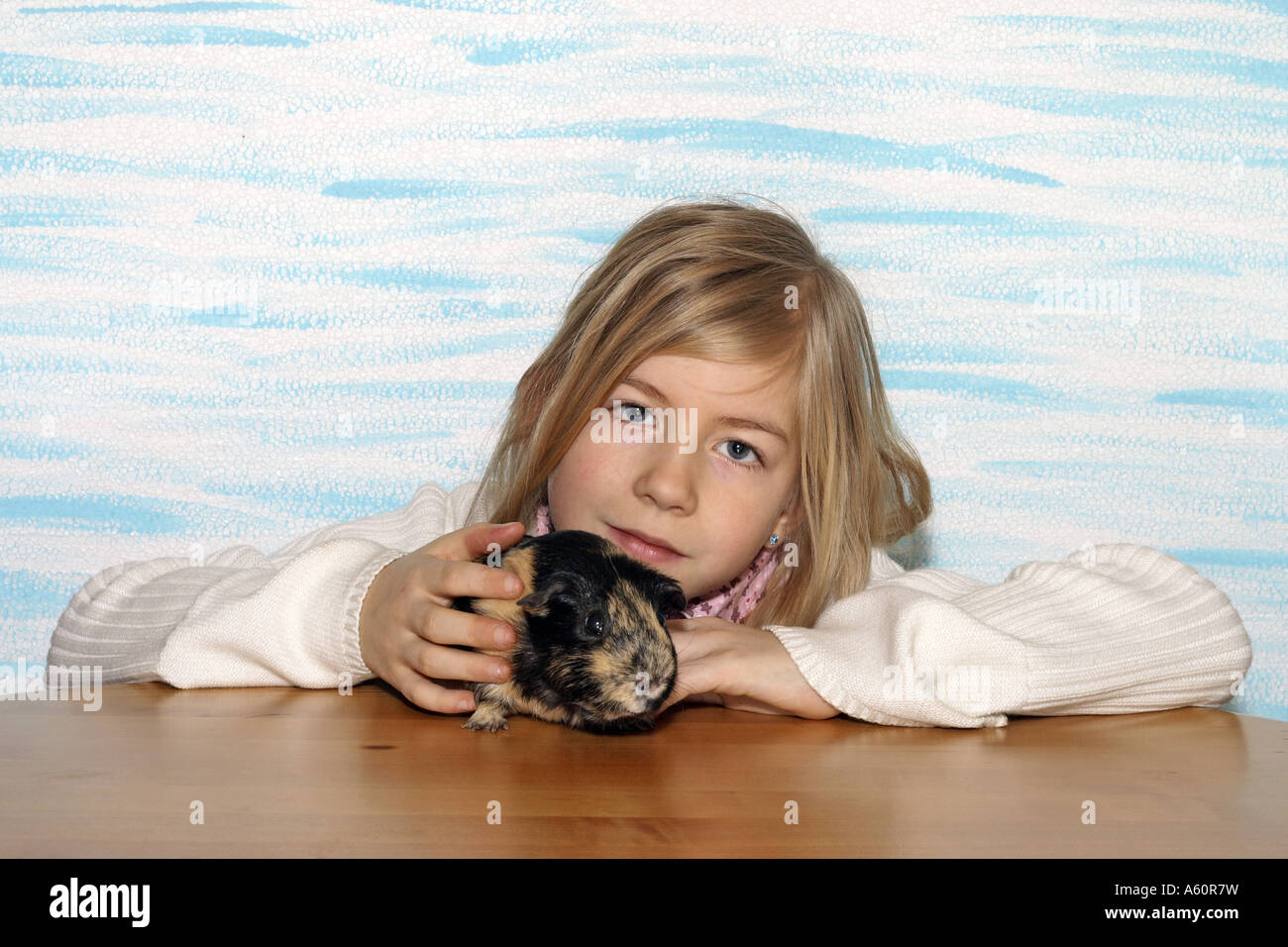 English Guinea pig (Cavia aperea f. porcellus), girl with caressing ...