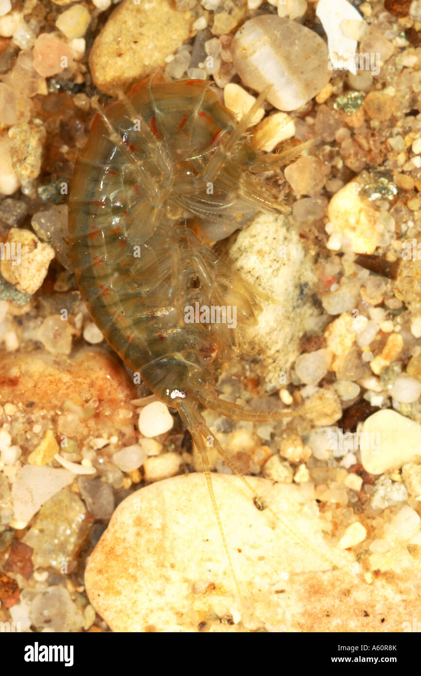 lacustrine amphipod, lacustrine shrimp (Gammarus roeseli), on shingle ...