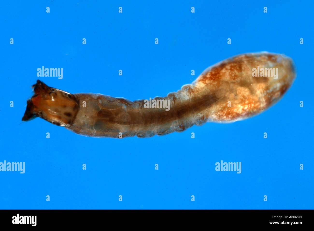 Simulium hi-res stock photography and images - Alamy