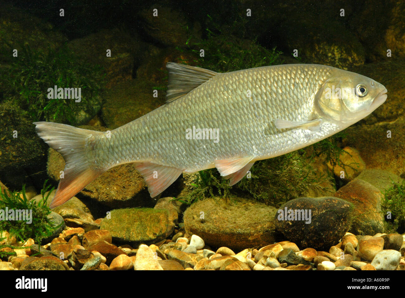 ide, orfe (Leuciscus idus), adult, Germany, Bavaria, Danube, Straubing ...