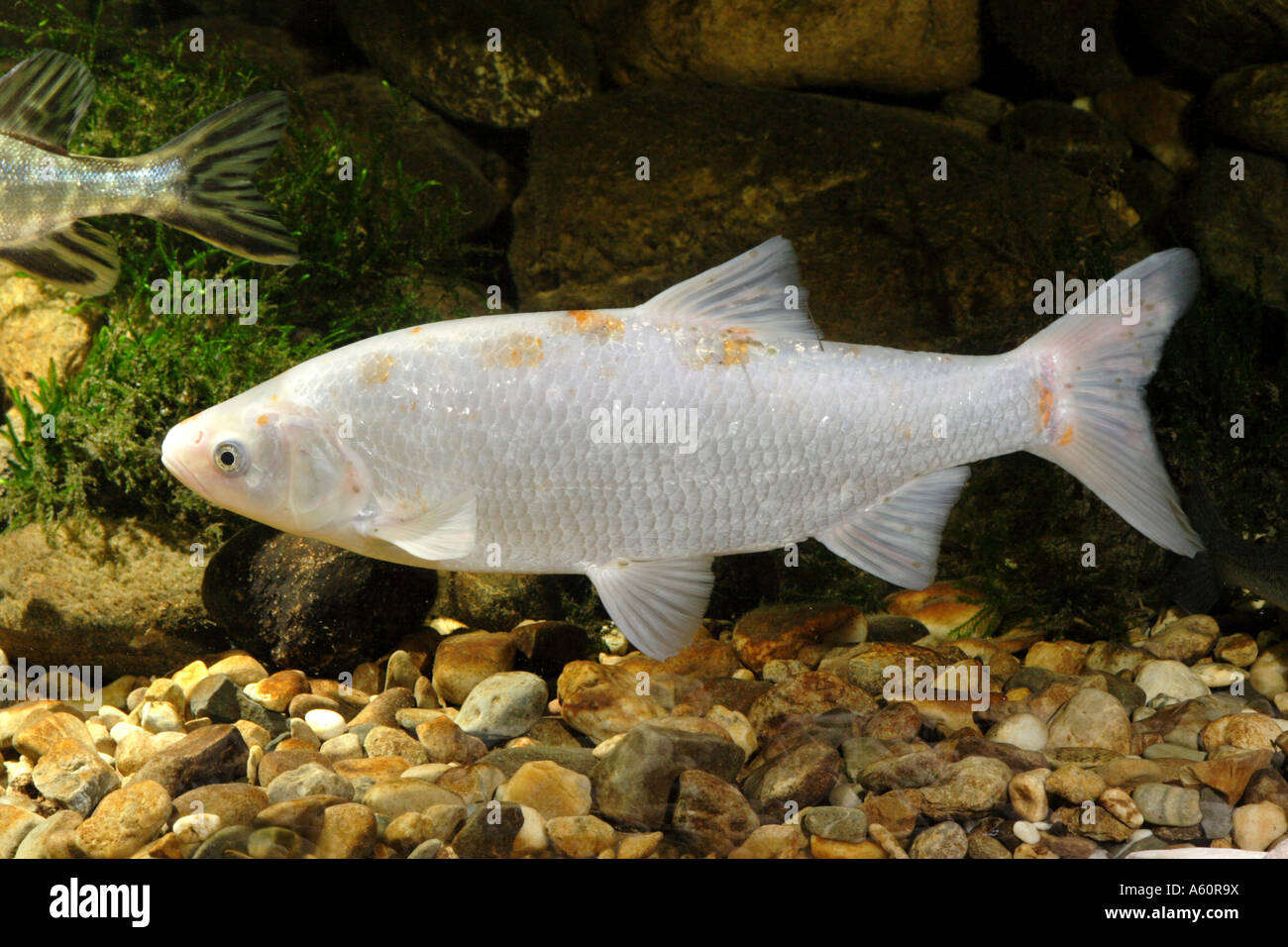 ide, orfe (Leuciscus idus), white variant, Germany, Bavaria, Danube ...
