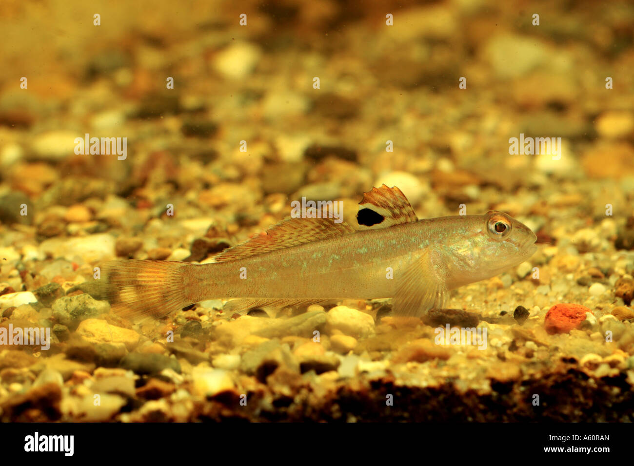 Typical gobies hi-res stock photography and images - Alamy