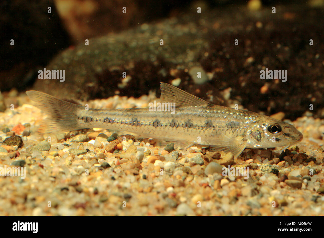 White-finned gudgeon (Romanogobio belingi), above shingle, Germany ...