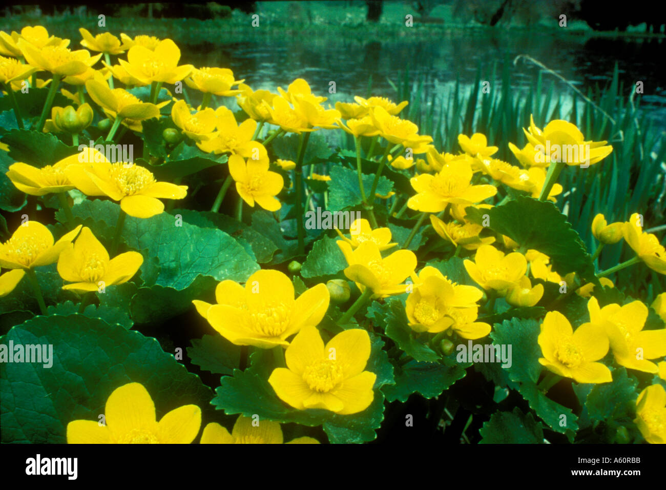 Dense patch of Marsh Marigolds in lake Stock Photo - Alamy