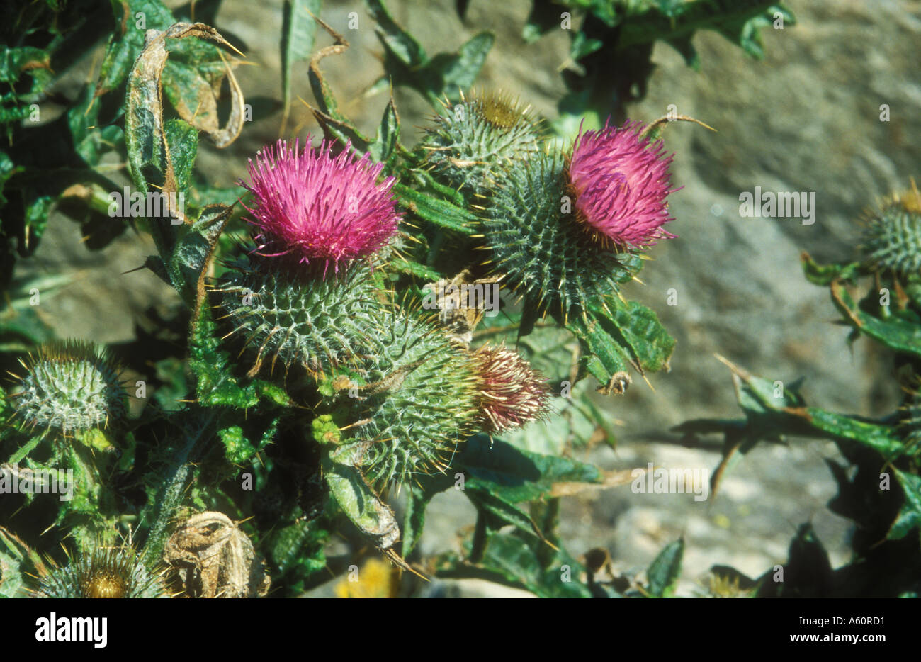 Woolly Thistle in close up Stock Photo - Alamy