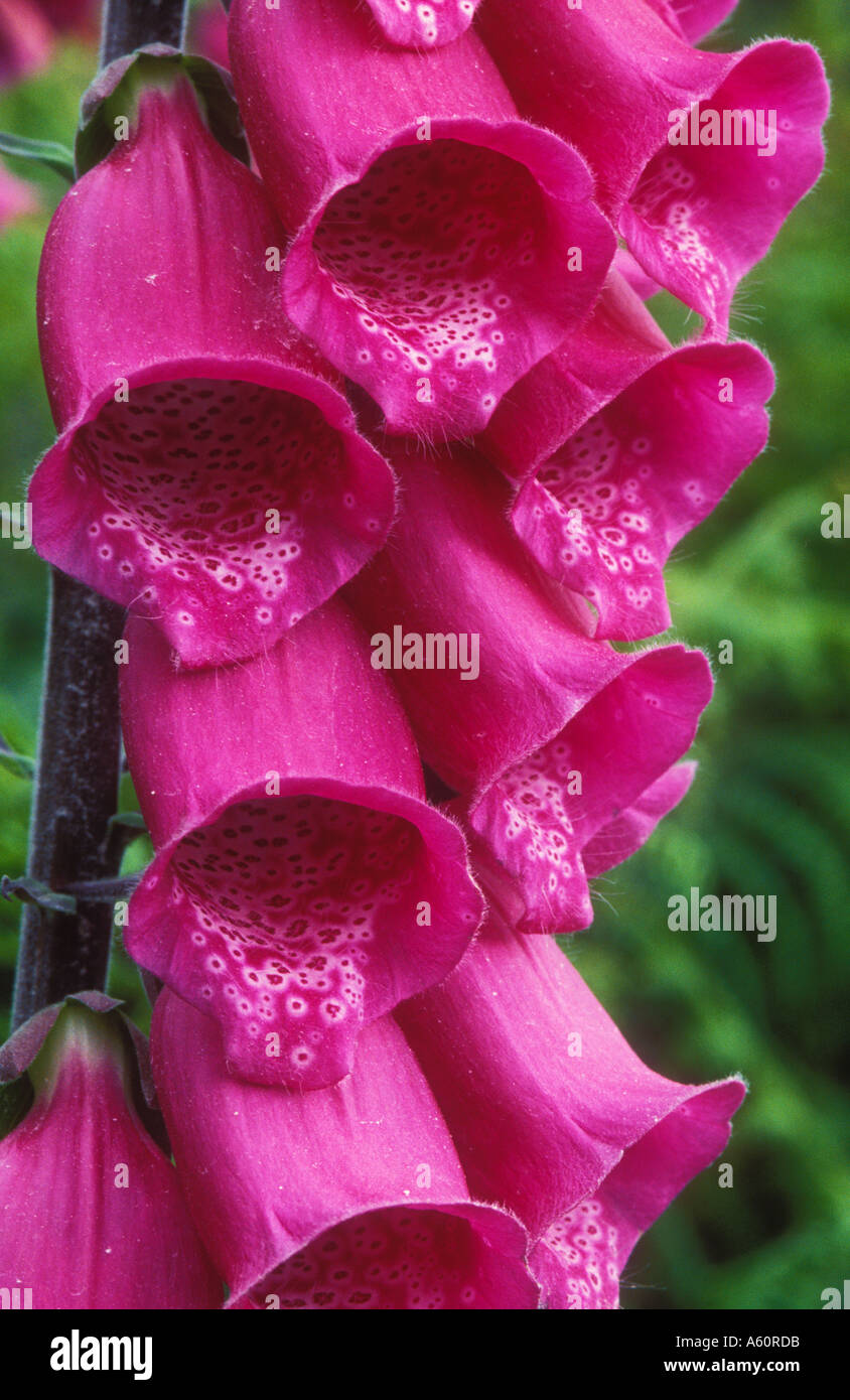 Foxglove in Close up Stock Photo - Alamy