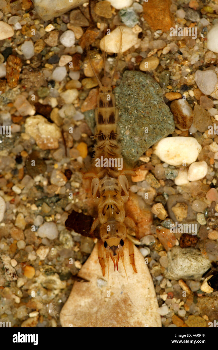 Ephemera danica mayfly larva hi-res stock photography and images - Alamy