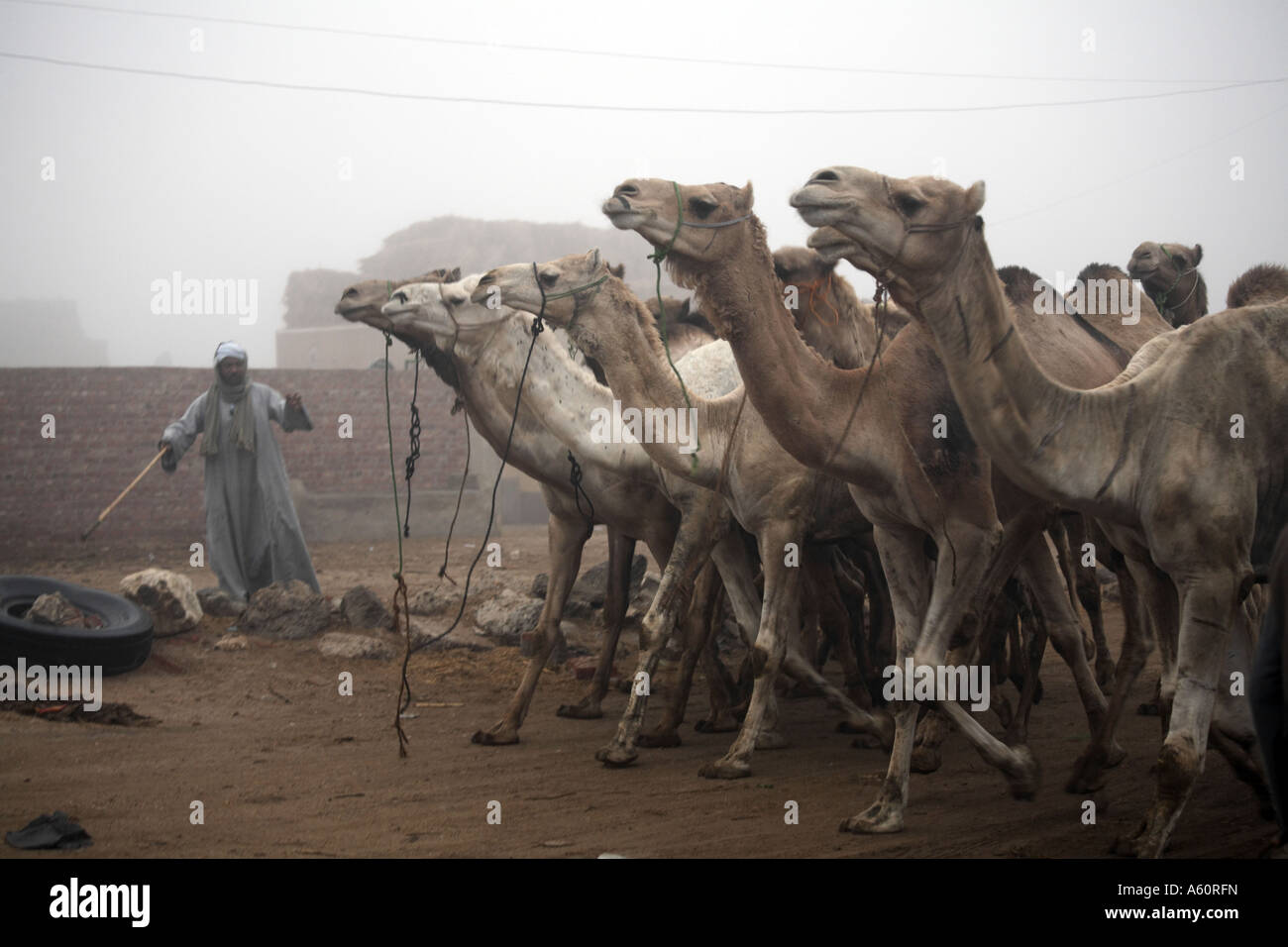 Birqash Camel Market, Egypt Stock Photo - Alamy Birqash Camel Market, Egypt Stock Photo - Alamy