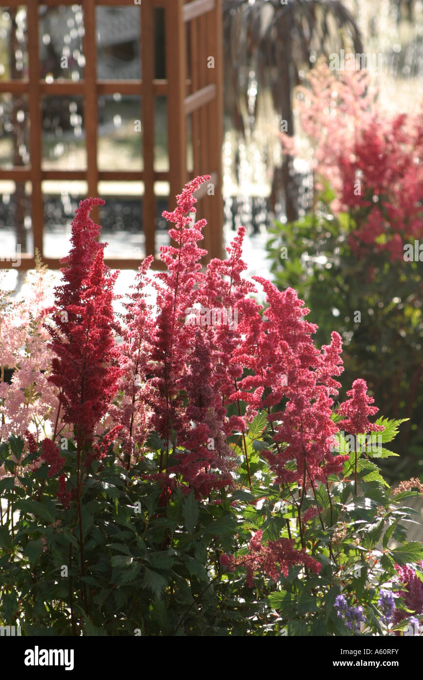 Chinese Astilbe Stock Photos & Chinese Astilbe Stock Images - Alamy