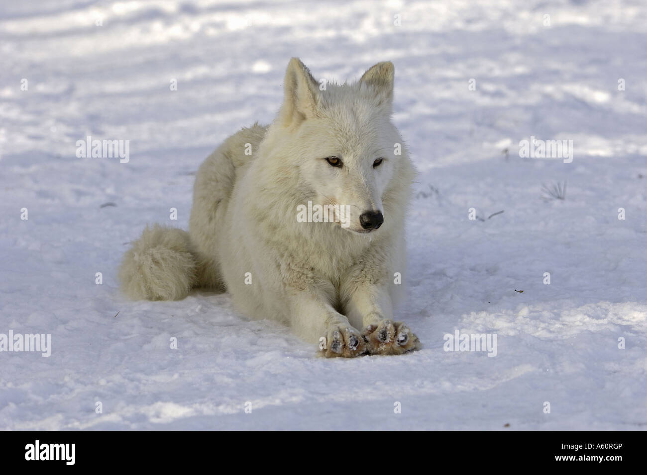 White wolf hi-res stock photography and images - Alamy