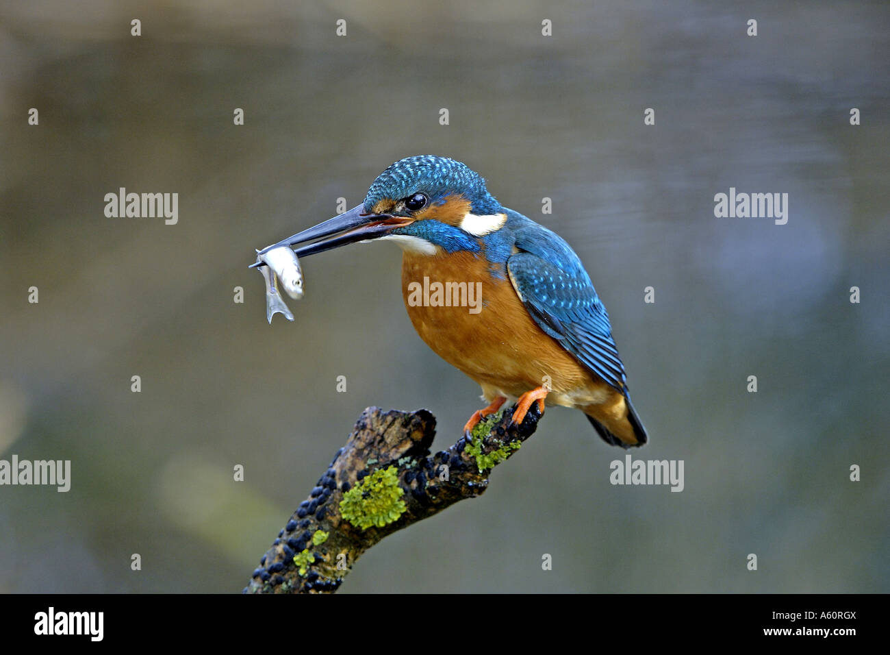 river kingfisher (Alcedo atthis), with prey, Germany Stock Photo - Alamy