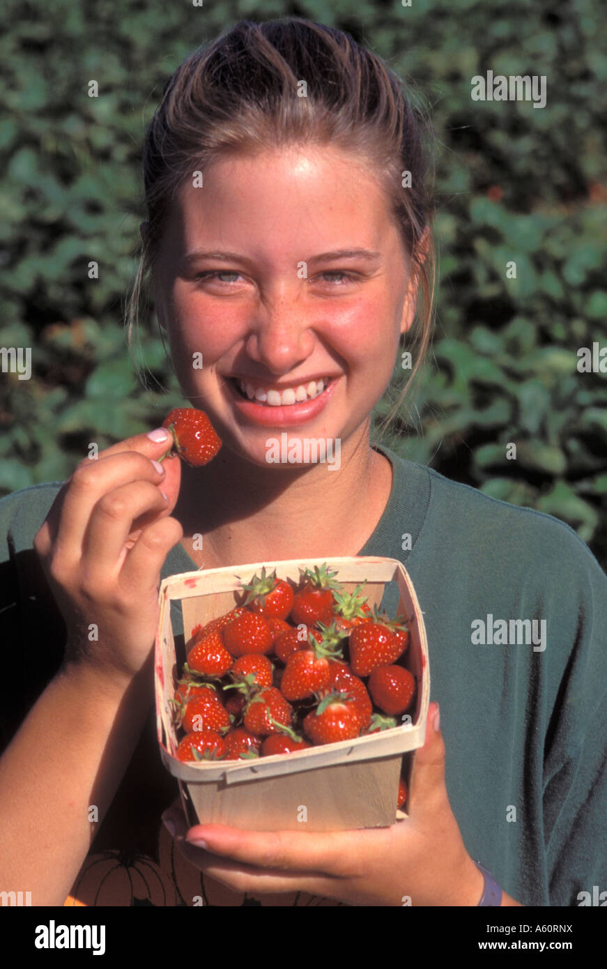 YOUNG GIRL IN STRAWBERRY PATCH NEAR NORTH CONWAY, NEW HAMPSHIRE Stock ...