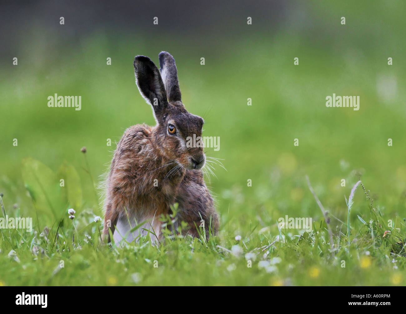 European hare (Lepus europaeus), on meadow, Germany Stock Photo - Alamy