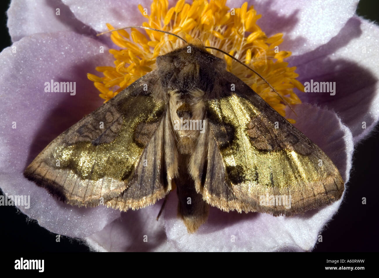 Gold spot moth hi-res stock photography and images - Alamy