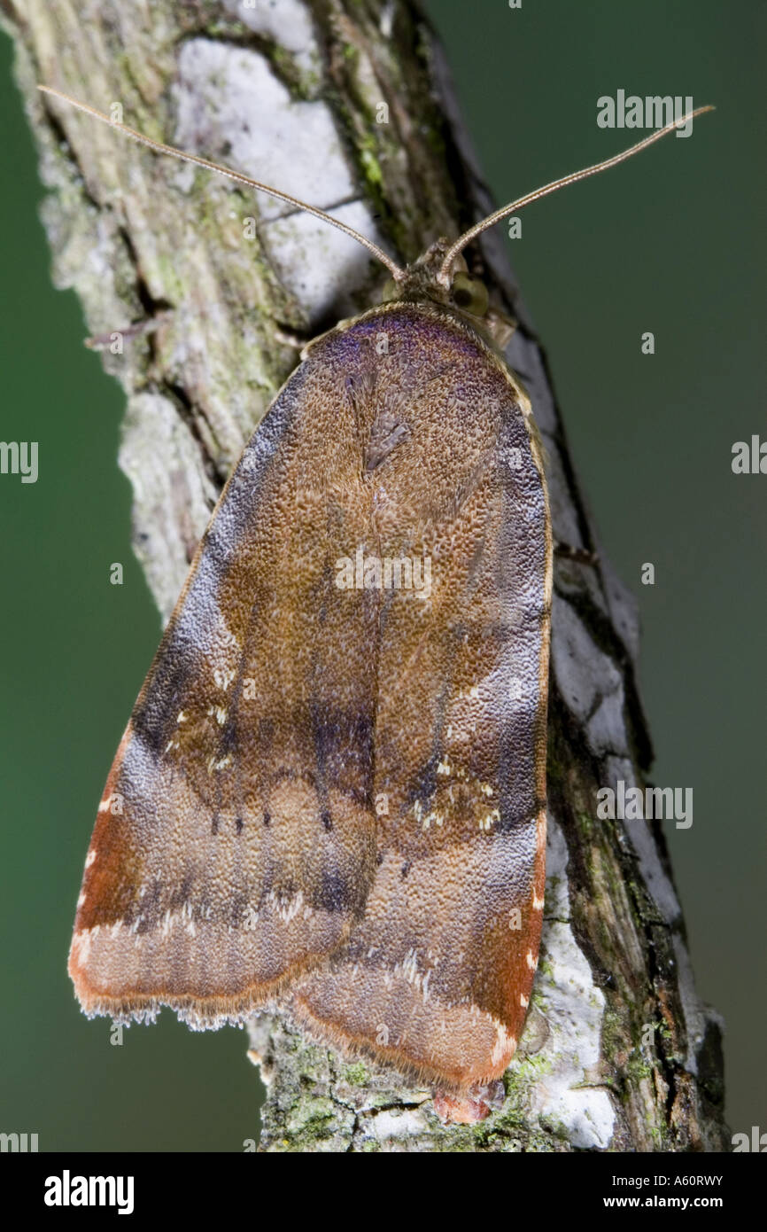 Lesser Broad-bordered Yellow Underwing (Noctua janthina f. janthe ...
