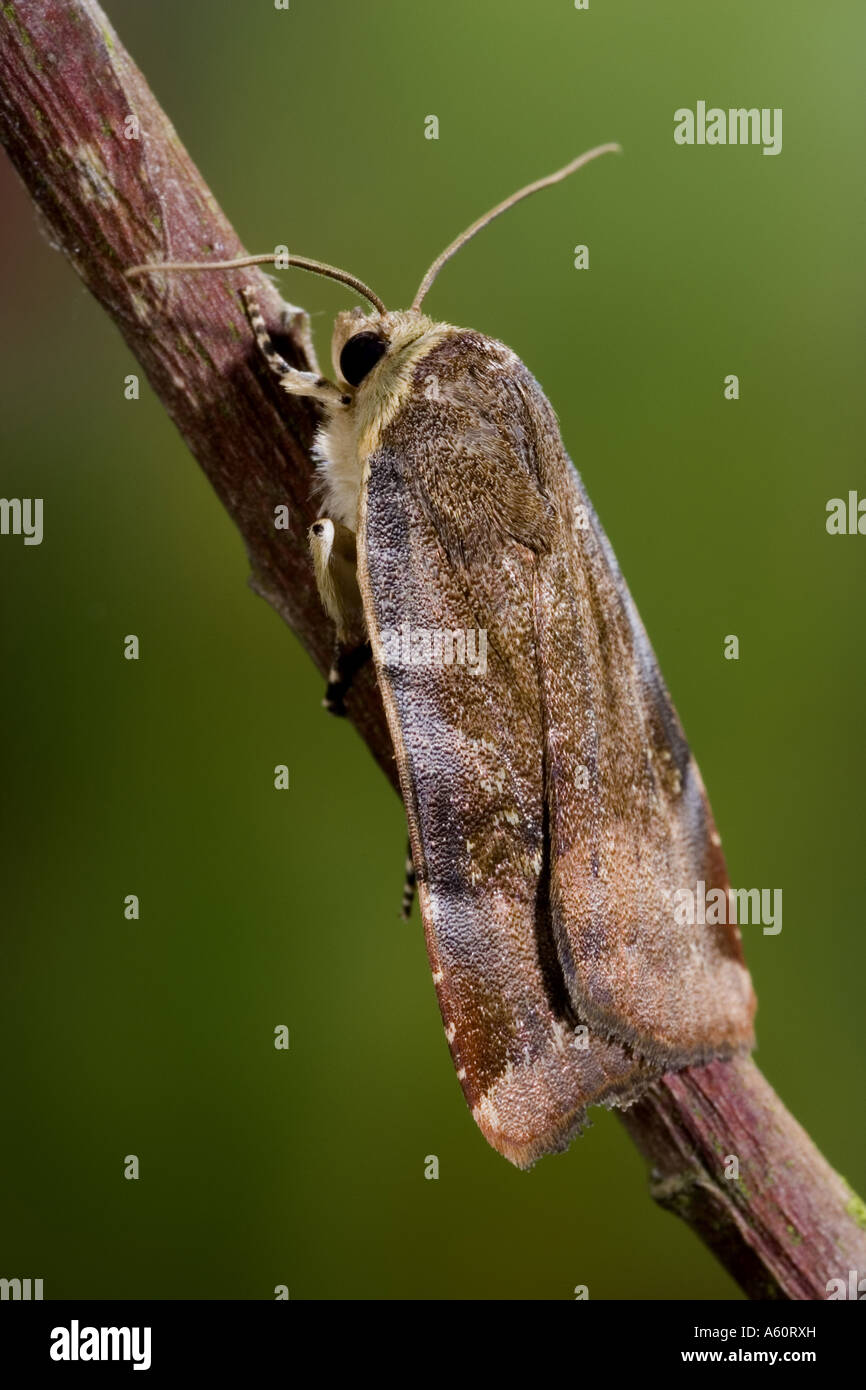 Lesser Broad-bordered Yellow Underwing (Noctua janthina f. janthe ...