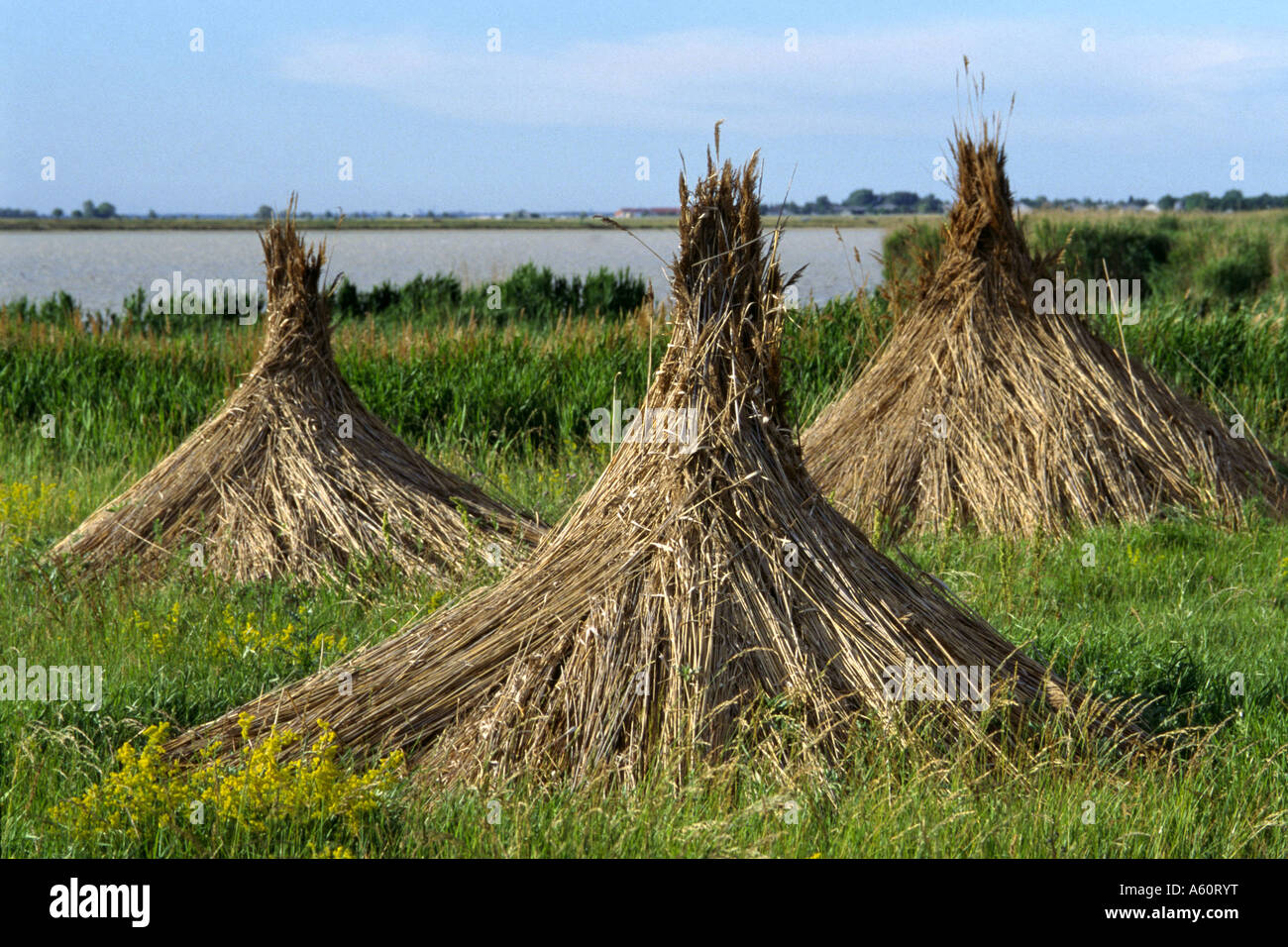 reed grass, common reed (Phragmites communis, Phragmites australis ...