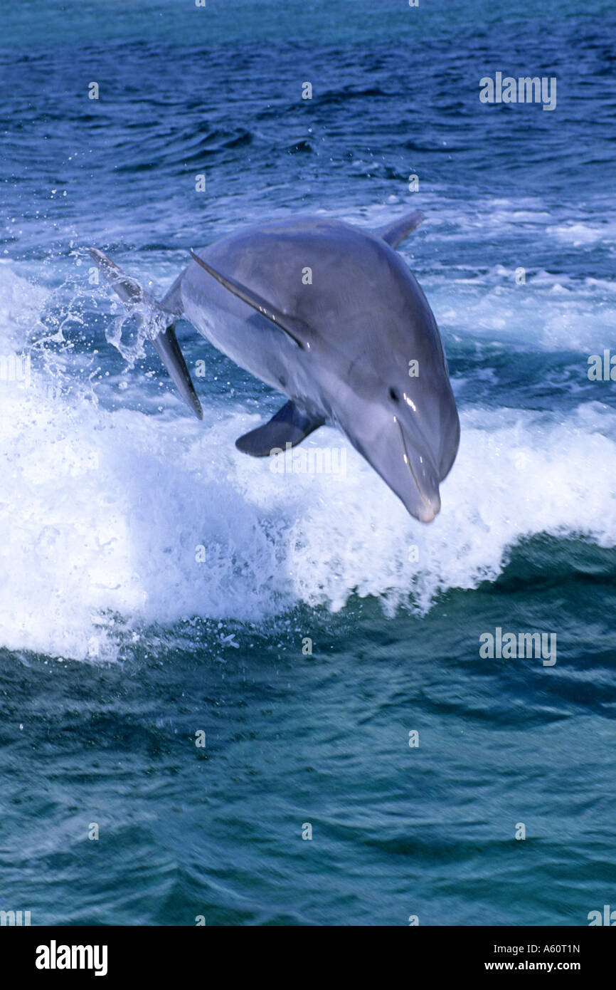 bottlenosed dolphin, common bottle-nosed dolphin (Tursiops truncatus ... bottlenosed dolphin, common bottle-nosed dolphin (Tursiops truncatus ...