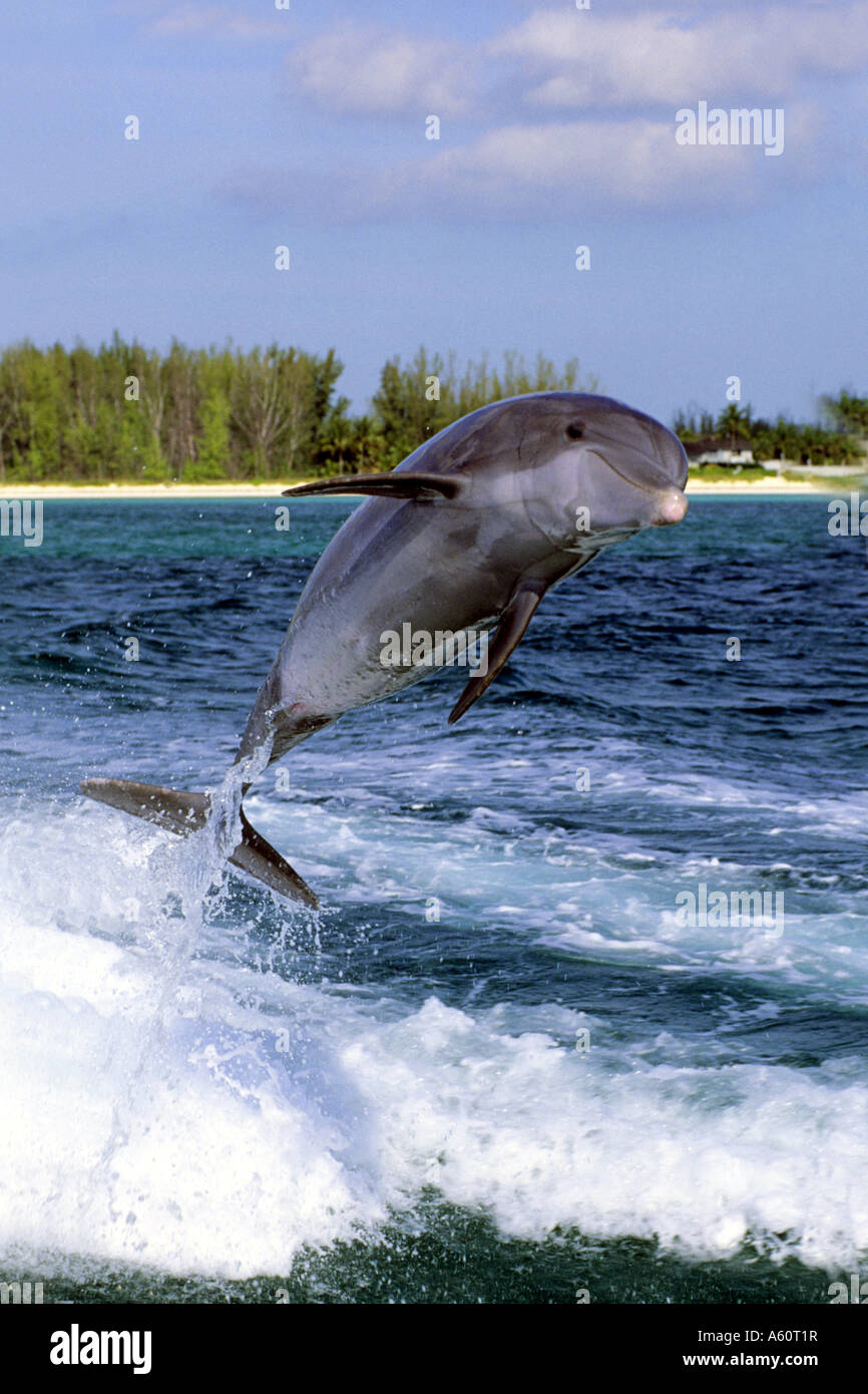 bottlenosed dolphin, common bottle-nosed dolphin (Tursiops truncatus ... bottlenosed dolphin, common bottle-nosed dolphin (Tursiops truncatus ...