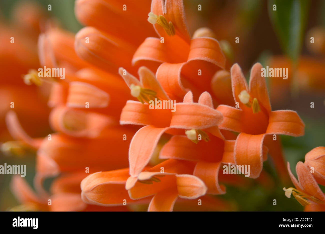Floret weed hi-res stock photography and images - Alamy