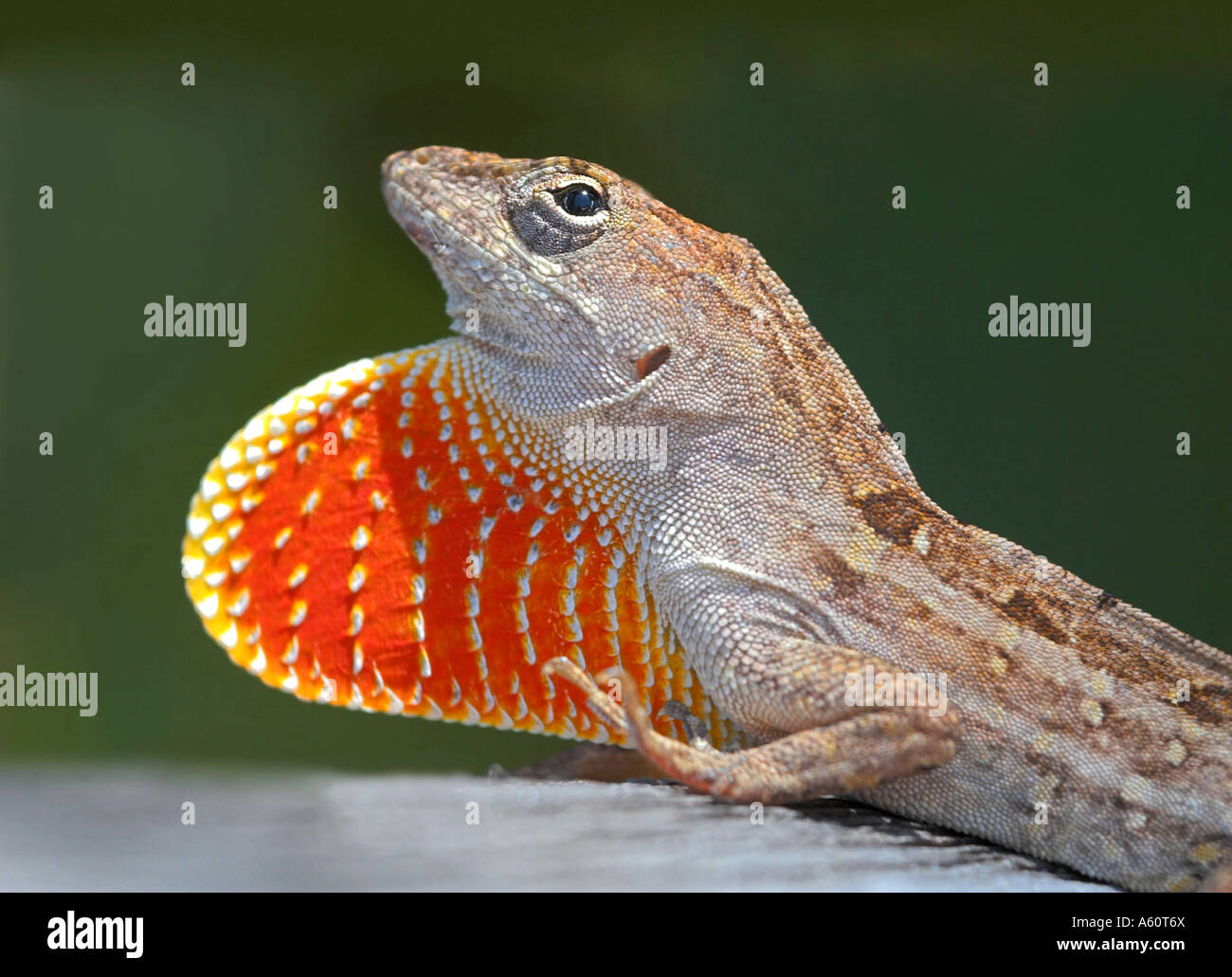 anole (Anolis spec.), displaying gorge, USA Stock Photo - Alamy