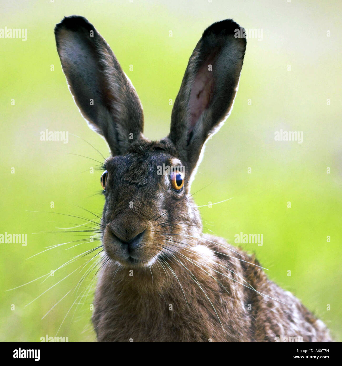 European hare (Lepus europaeus), portrait, Germany Stock Photo - Alamy