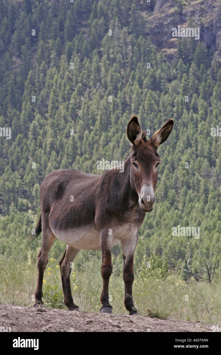 Donkey stand hi-res stock photography and images - Alamy