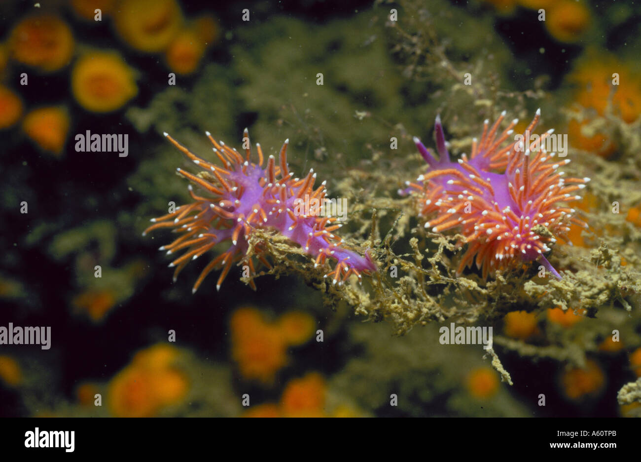 Close-up of sea animals underwater Stock Photo - Alamy