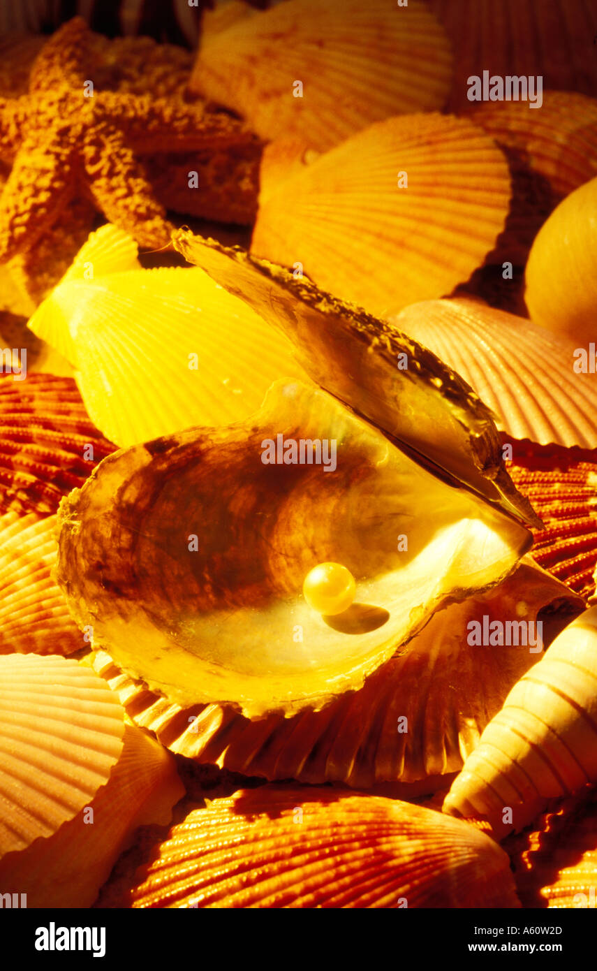 Sea Pearl Shell Icon High Resolution Stock Photography and Images - Alamy