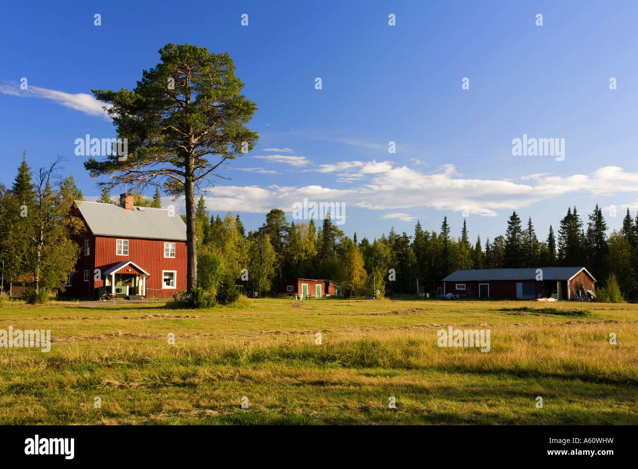 Scotch pine, scots pine (Pinus sylvestris), typical dwelling house in ...