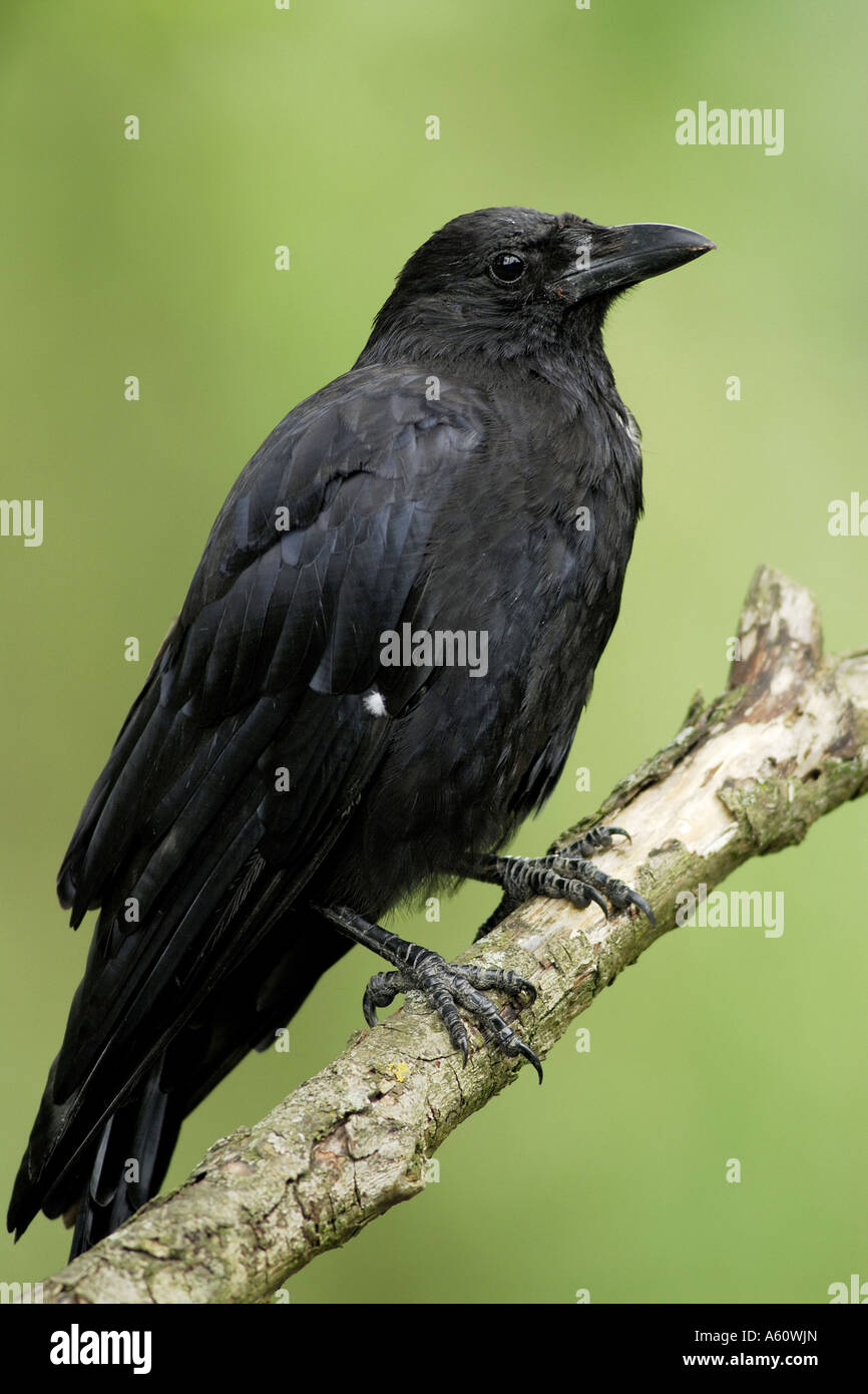 carrion crow (Corvus corone), sitting on branch Stock Photo - Alamy
