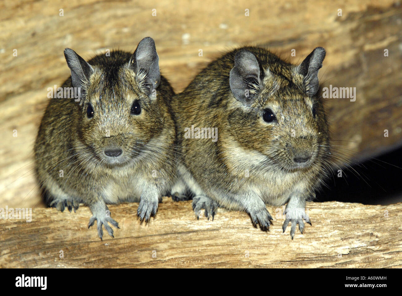 degu, Brush-tail Rat (Octodon degus), two individuals, portrait, Chile ...