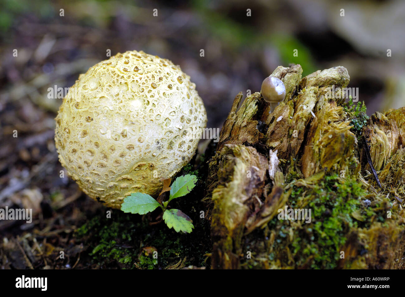 common earthball (Scleroderma citrinum), fruiting body, Germany Stock ...