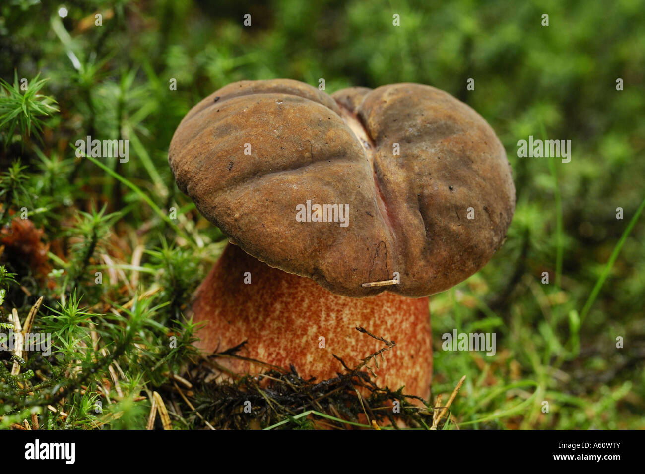 dotted bolete, scarletina bolete (Boletus erythropus), fruiting body ...