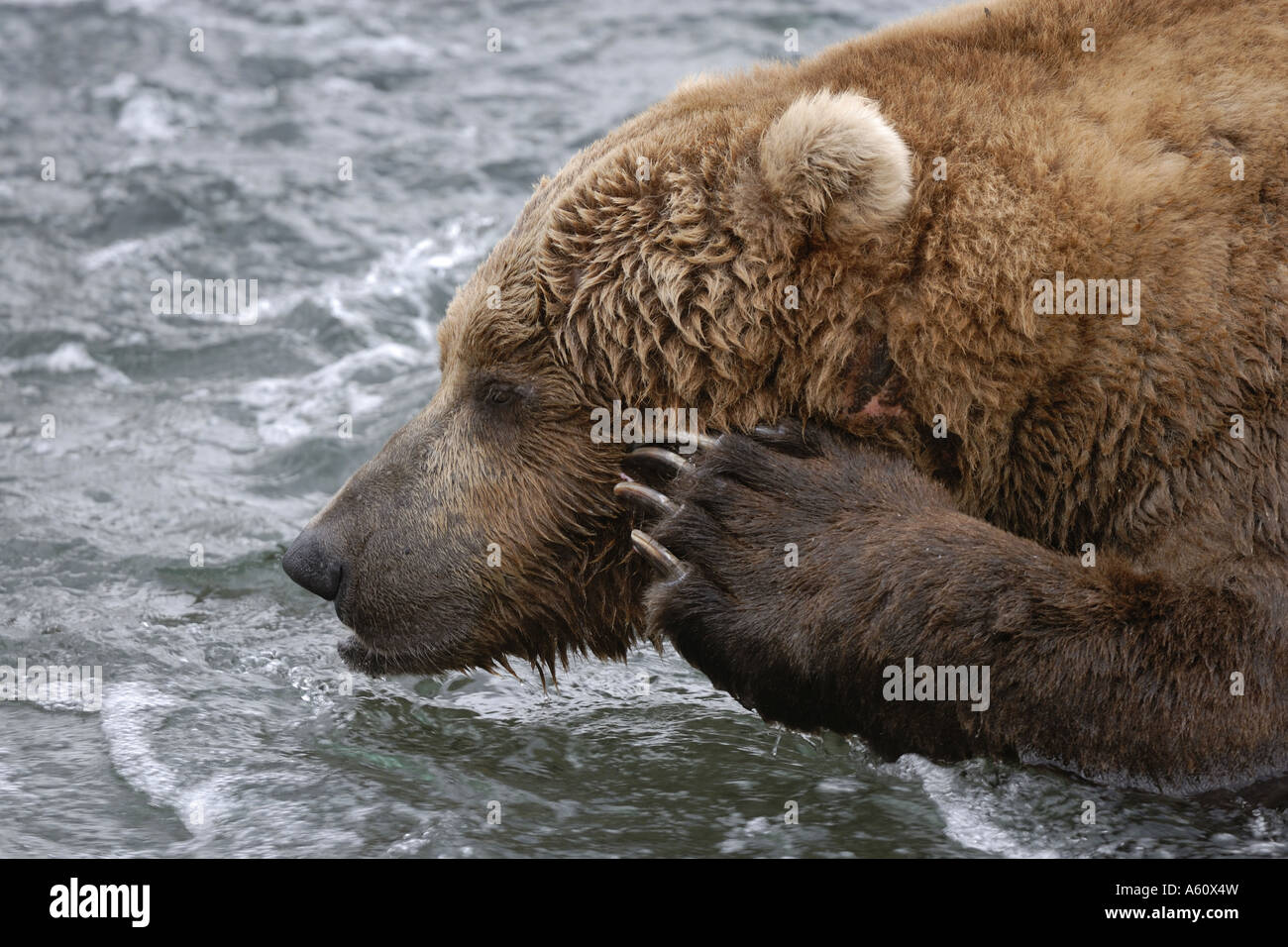 brown bear, grizzly bear (Ursus arctos horribilis), bear scratching ...