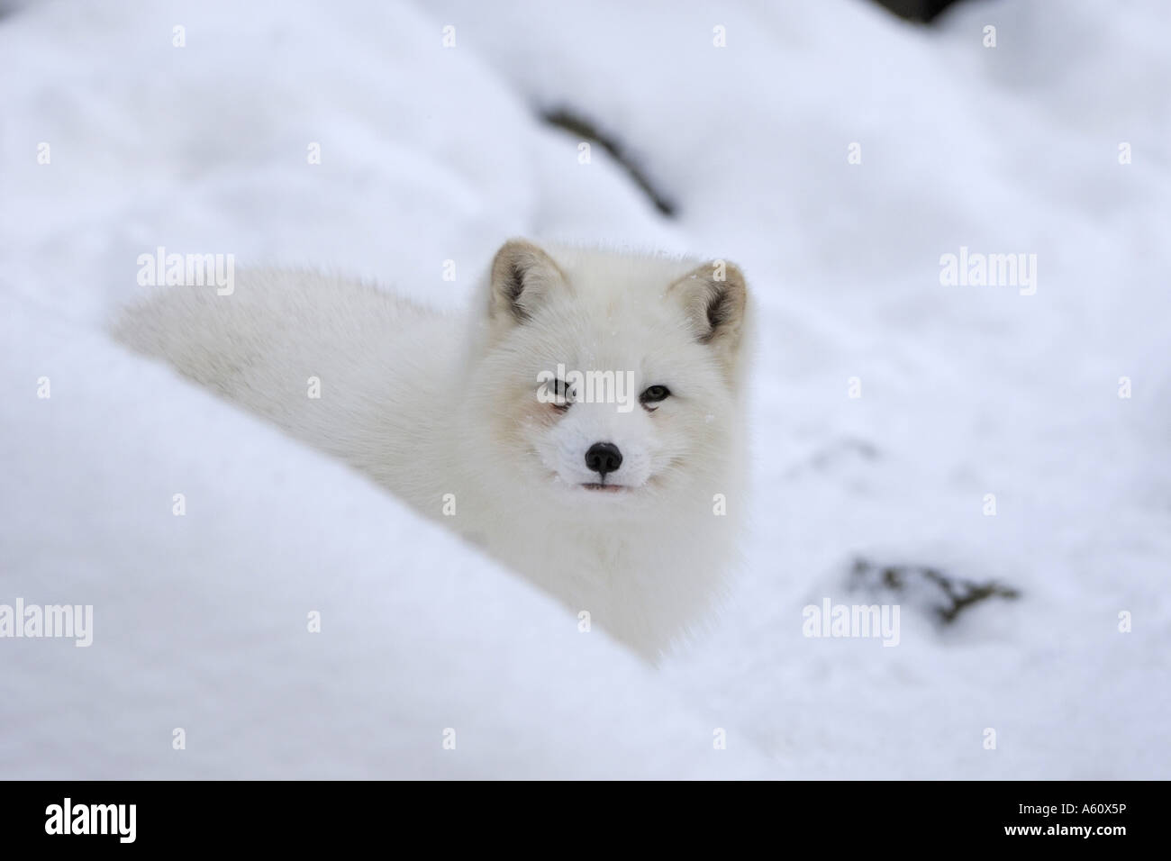 Arctic fox head in snow hi-res stock photography and images - Alamy