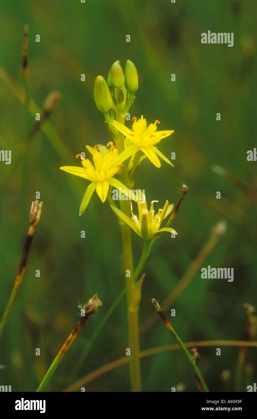 Bog asphodel scotland hi-res stock photography and images - Alamy