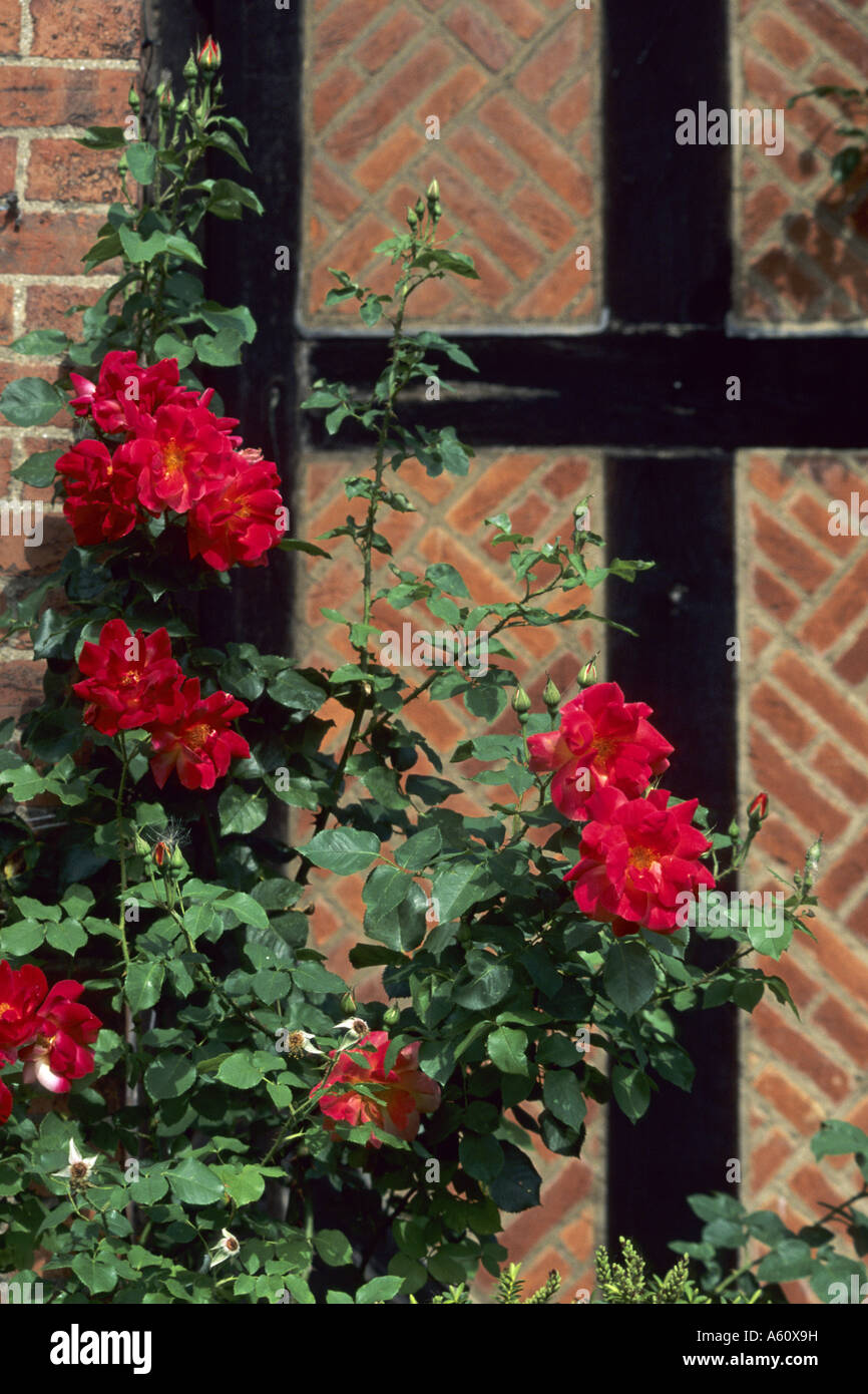 rose (Rosa spec.), windsor Castle; roses, United Kingdom, England ...