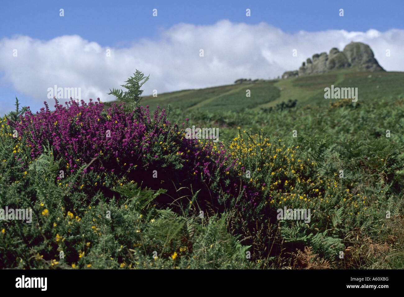 Heath landscape withhaytor hi-res stock photography and images - Alamy